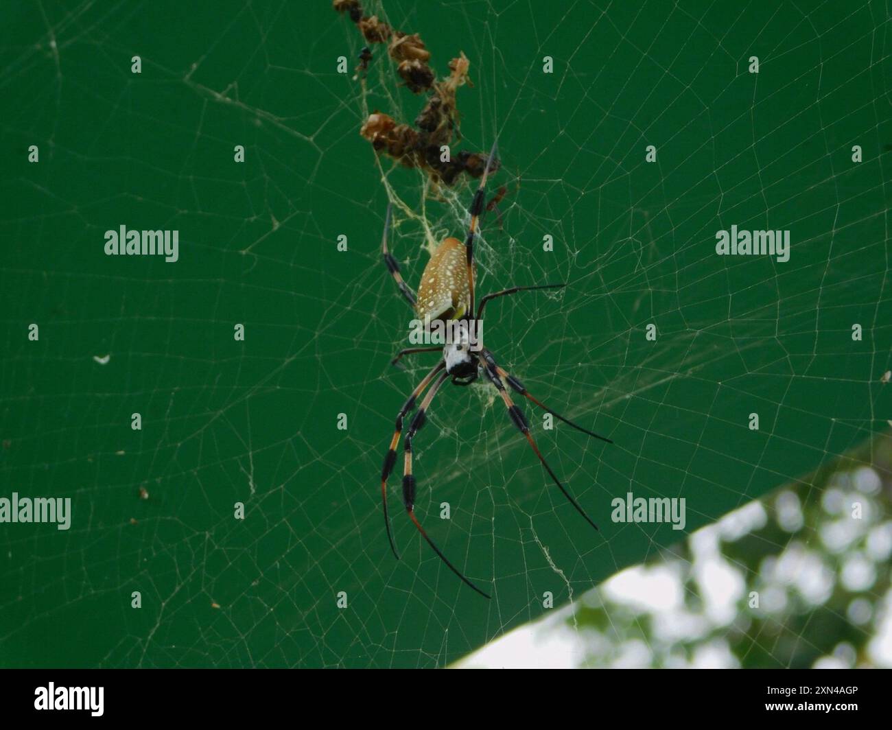 Golden Silk Spider (Trichonephila clavipes) Arachnida Stock Photo - Alamy