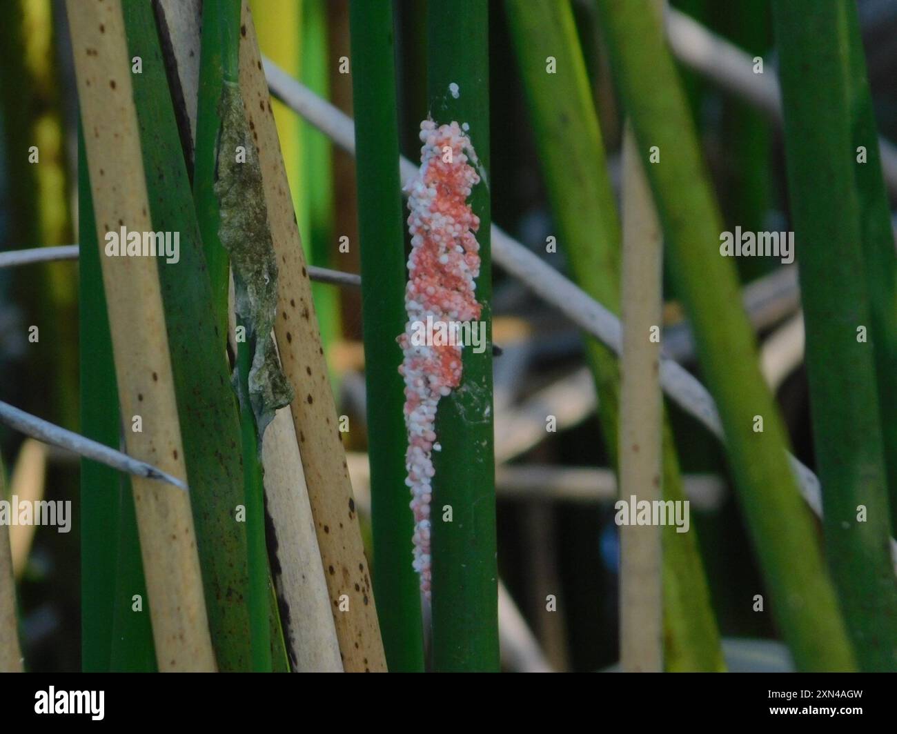 Common Apple Snails (Pomacea) Mollusca Stock Photo - Alamy