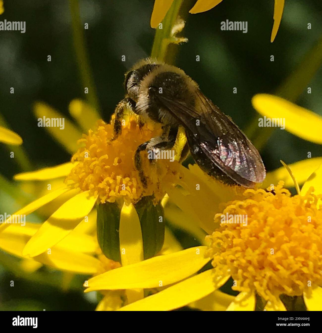 Mining Bees (Andrena) Insecta Stock Photo - Alamy