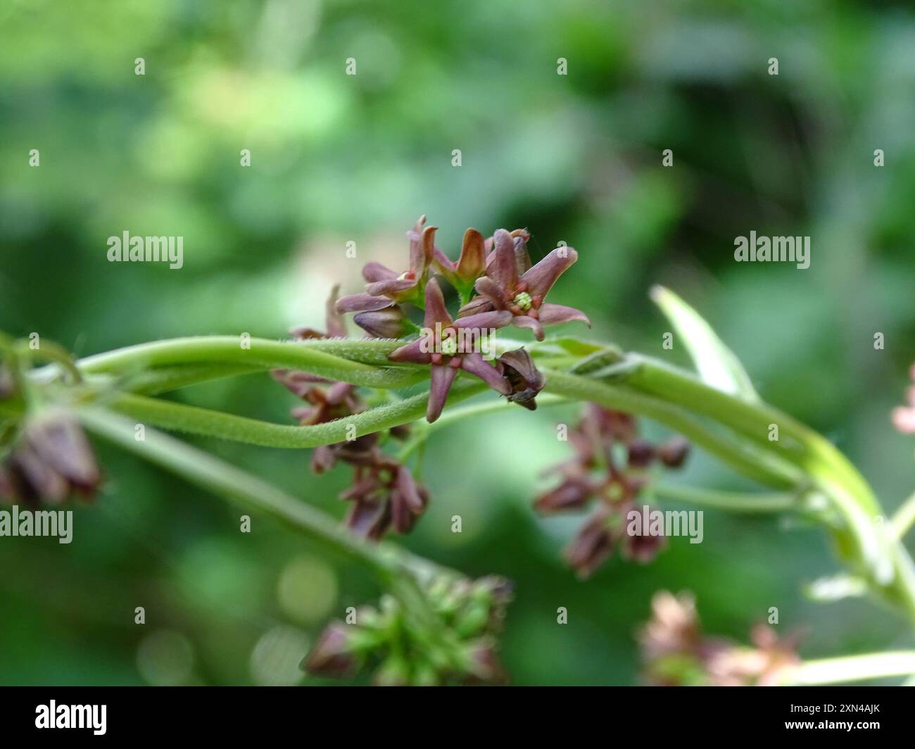 European swallow-wort (Vincetoxicum rossicum) Plantae Stock Photo - Alamy