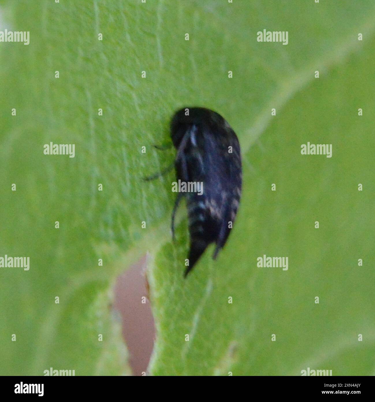 Tumbling Ragdoll (Mordella marginata) Insecta Stock Photo - Alamy