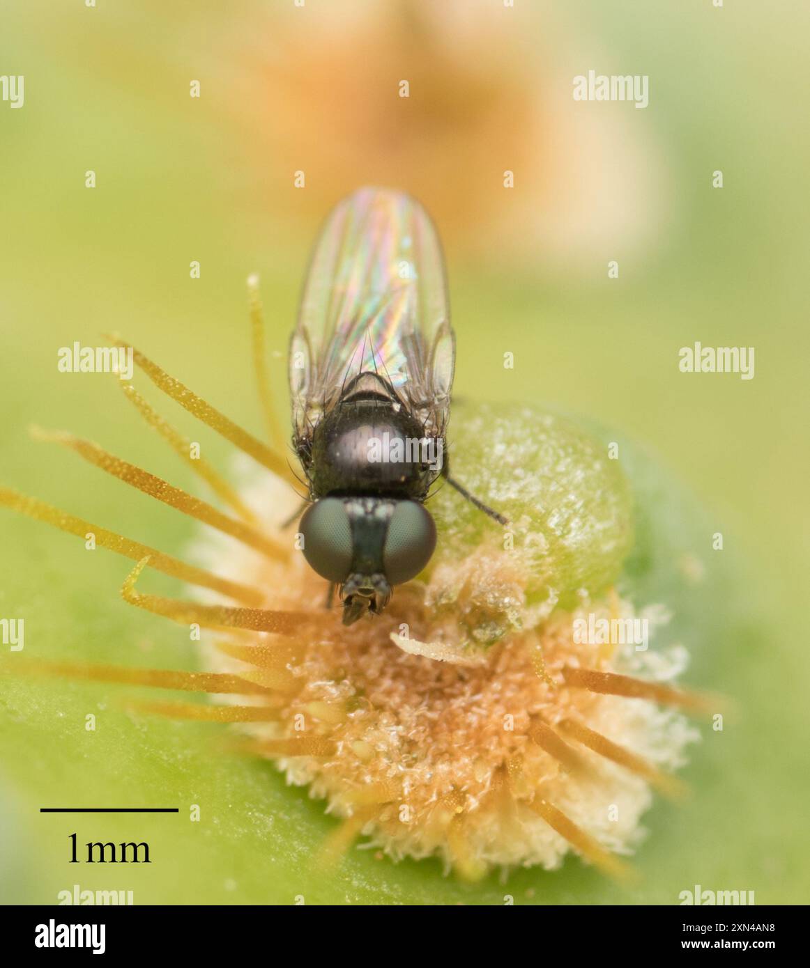 Lance Flies (Lonchaeidae) Insecta Stock Photo - Alamy