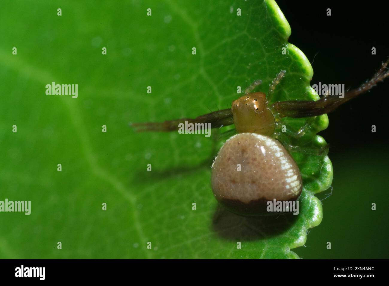 Black-banded Crab Spider (Synema parvulum) Arachnida Stock Photo - Alamy
