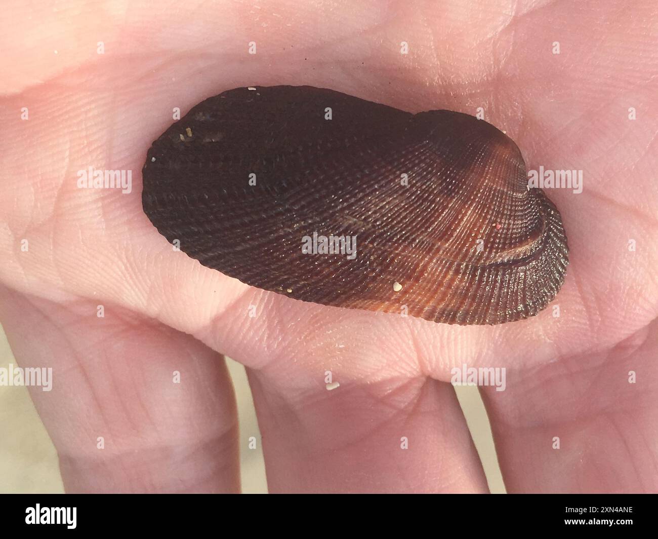 Red-brown Ark (Barbatia domingensis) Mollusca Stock Photo - Alamy