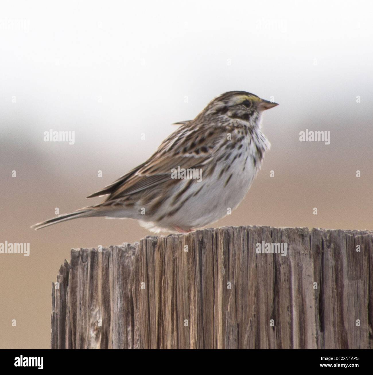 Savannah Sparrow (Passerculus sandwichensis) Aves Stock Photo - Alamy