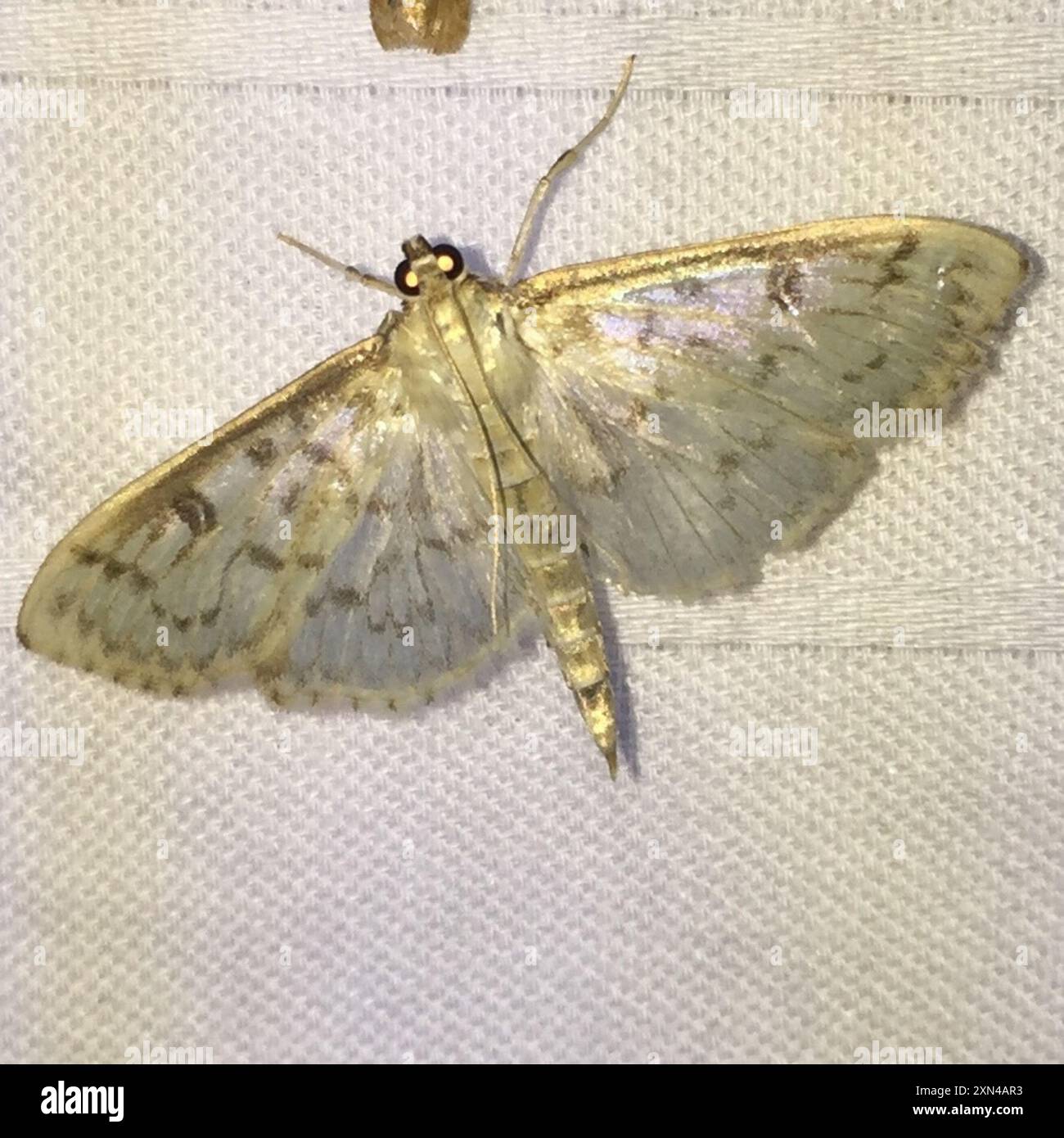 Herpetogramma pertextalis hi-res stock photography and images - Alamy