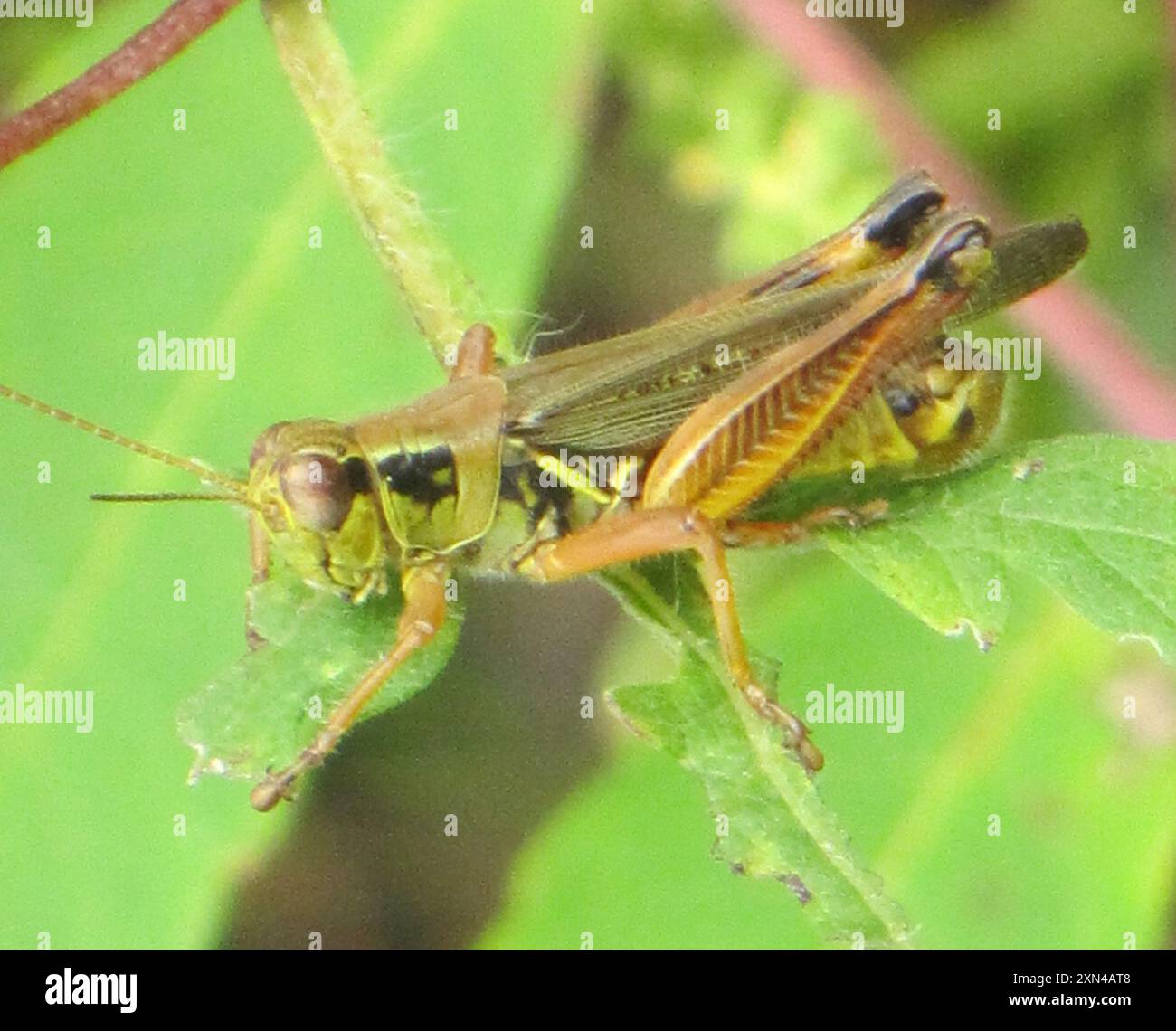 Red-legged Grasshopper (Melanoplus femurrubrum) Insecta Stock Photo - Alamy