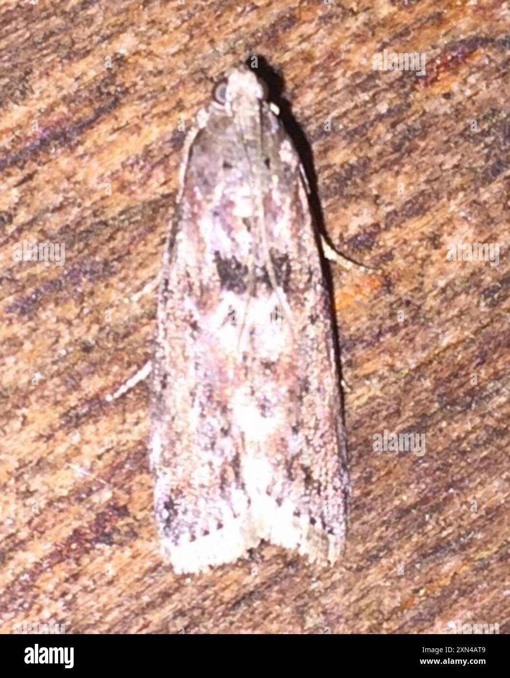 Black-spotted Leafroller Moth (Sciota virgatella) Insecta Stock Photo - Alamy
