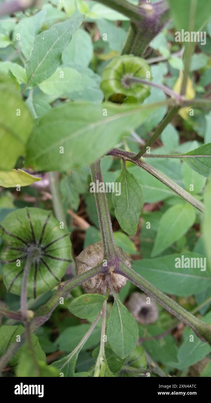 long-leaved groundcherry (Physalis longifolia) Plantae Stock Photo - Alamy