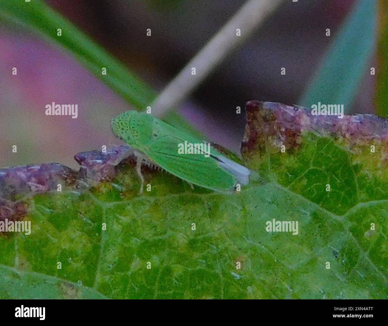 Common Green Leafhopper (Hortensia similis) Insecta Stock Photo - Alamy