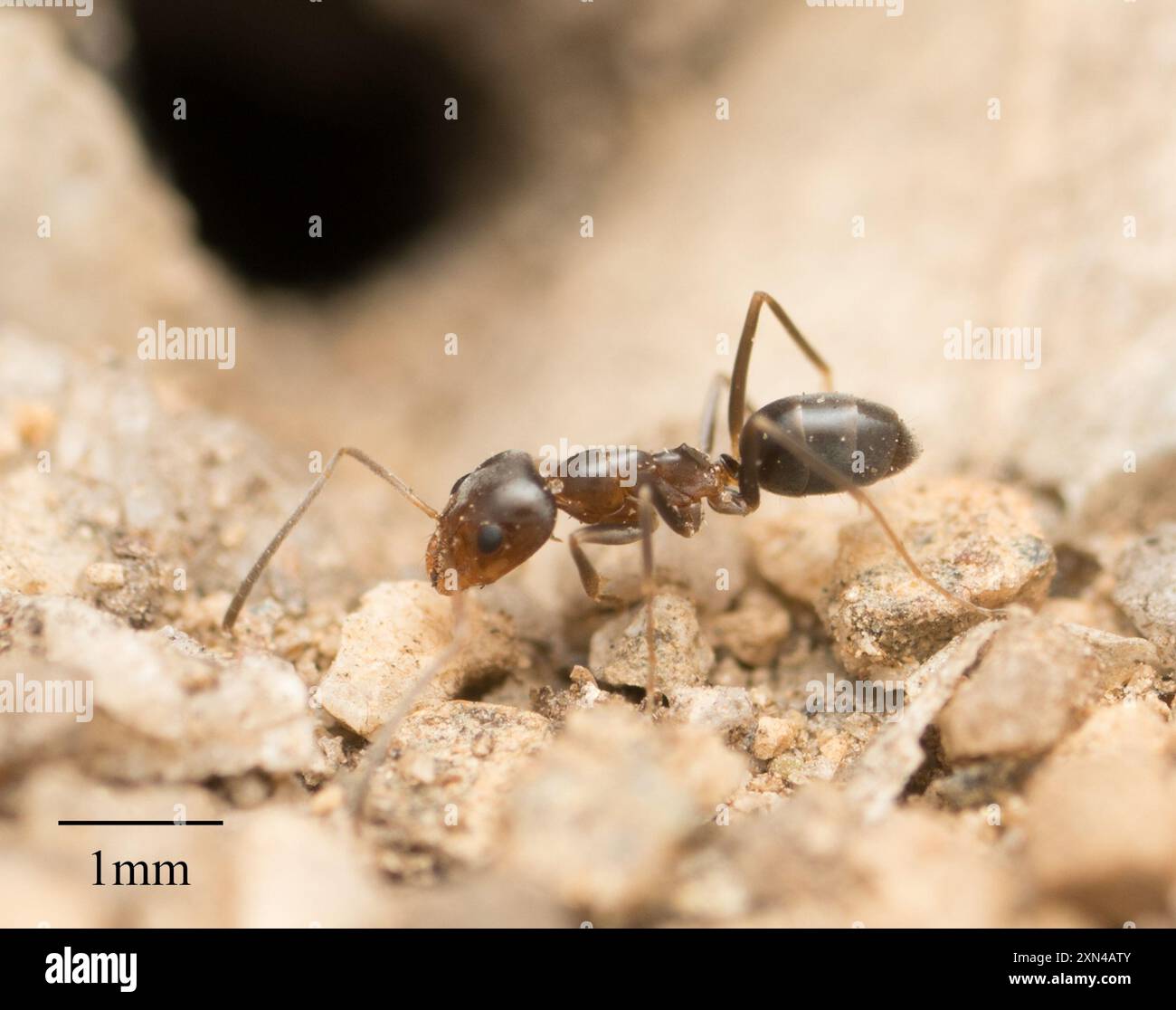Pyramid Ants (Dorymyrmex) Insecta Stock Photo - Alamy
