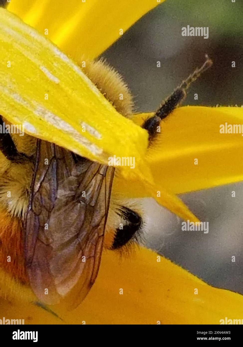 Hunt's Bumble Bee (Bombus huntii) Insecta Stock Photo - Alamy