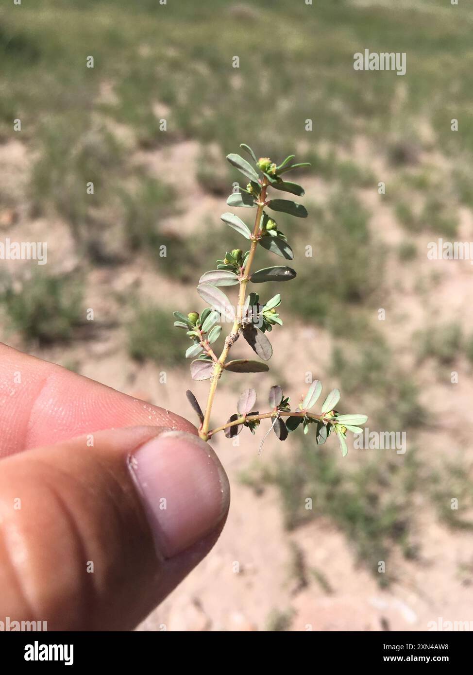 Thymeleaf Sandmat (Euphorbia serpillifolia) Plantae Stock Photo - Alamy