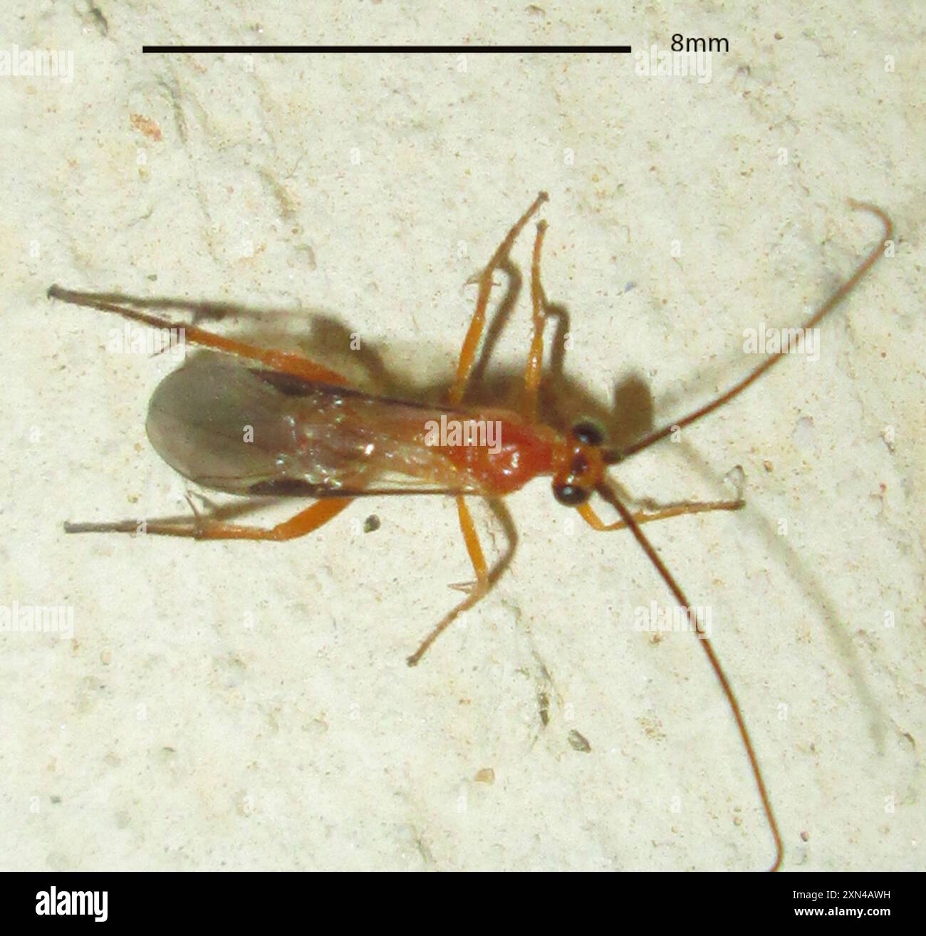 Ichneumonid and Braconid Wasps (Ichneumonoidea) Insecta Stock Photo - Alamy