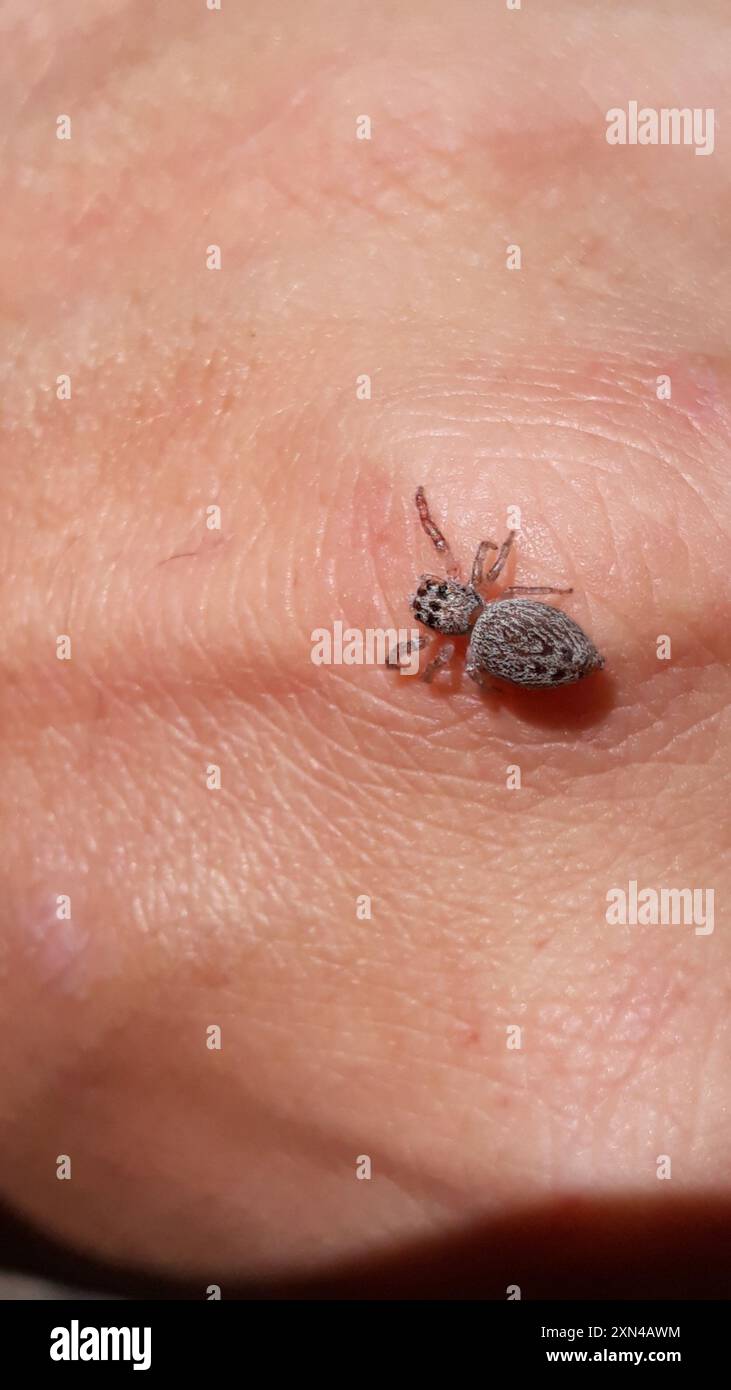 Opisthoncus polyphemus hi-res stock photography and images - Alamy