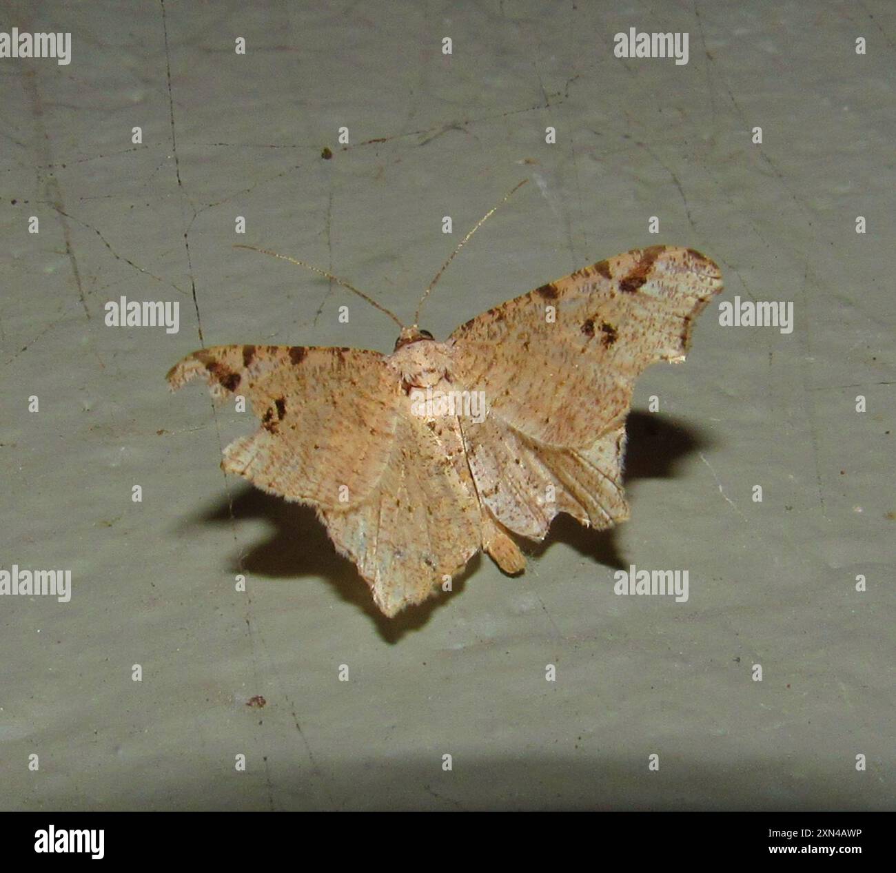 Angle Moths and Allies (Macariini) Insecta Stock Photo - Alamy