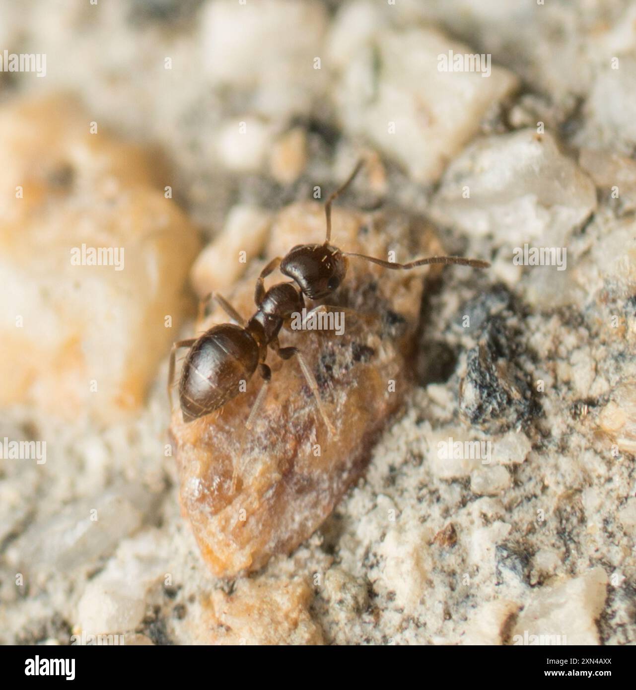 Brachymyrmex patagonicus hi-res stock photography and images - Alamy