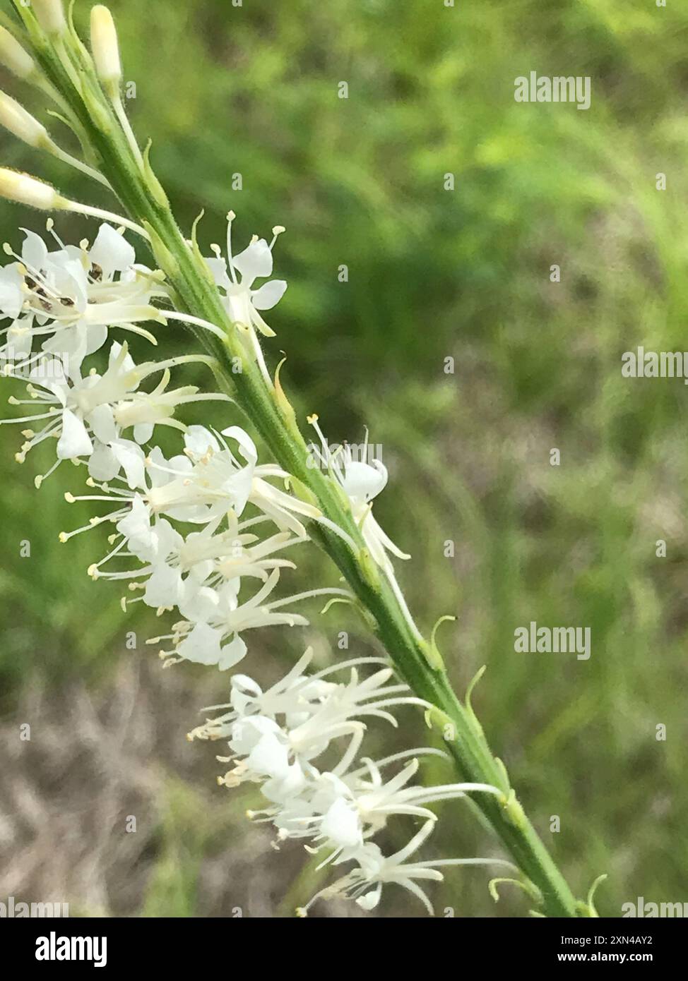 False Gaura (Oenothera glaucifolia) Plantae Stock Photo - Alamy