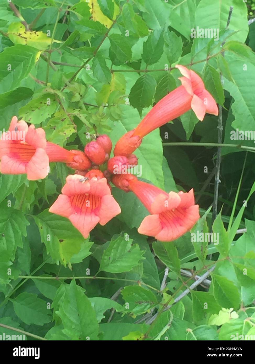 American trumpet vine (Campsis radicans) Plantae Stock Photo - Alamy