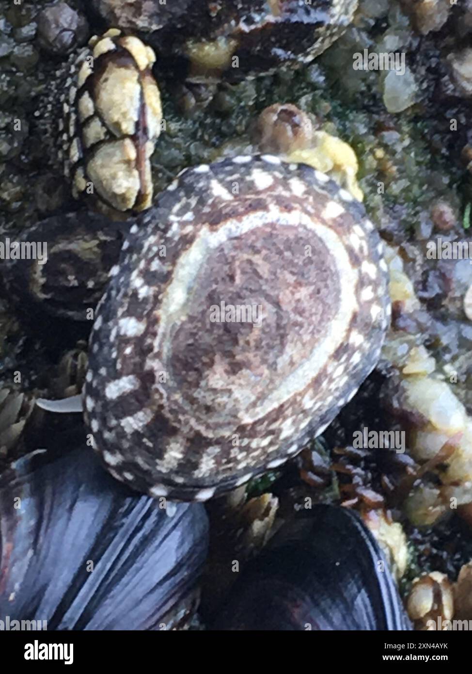 Fingered Limpet (Lottia digitalis) Mollusca Stock Photo - Alamy