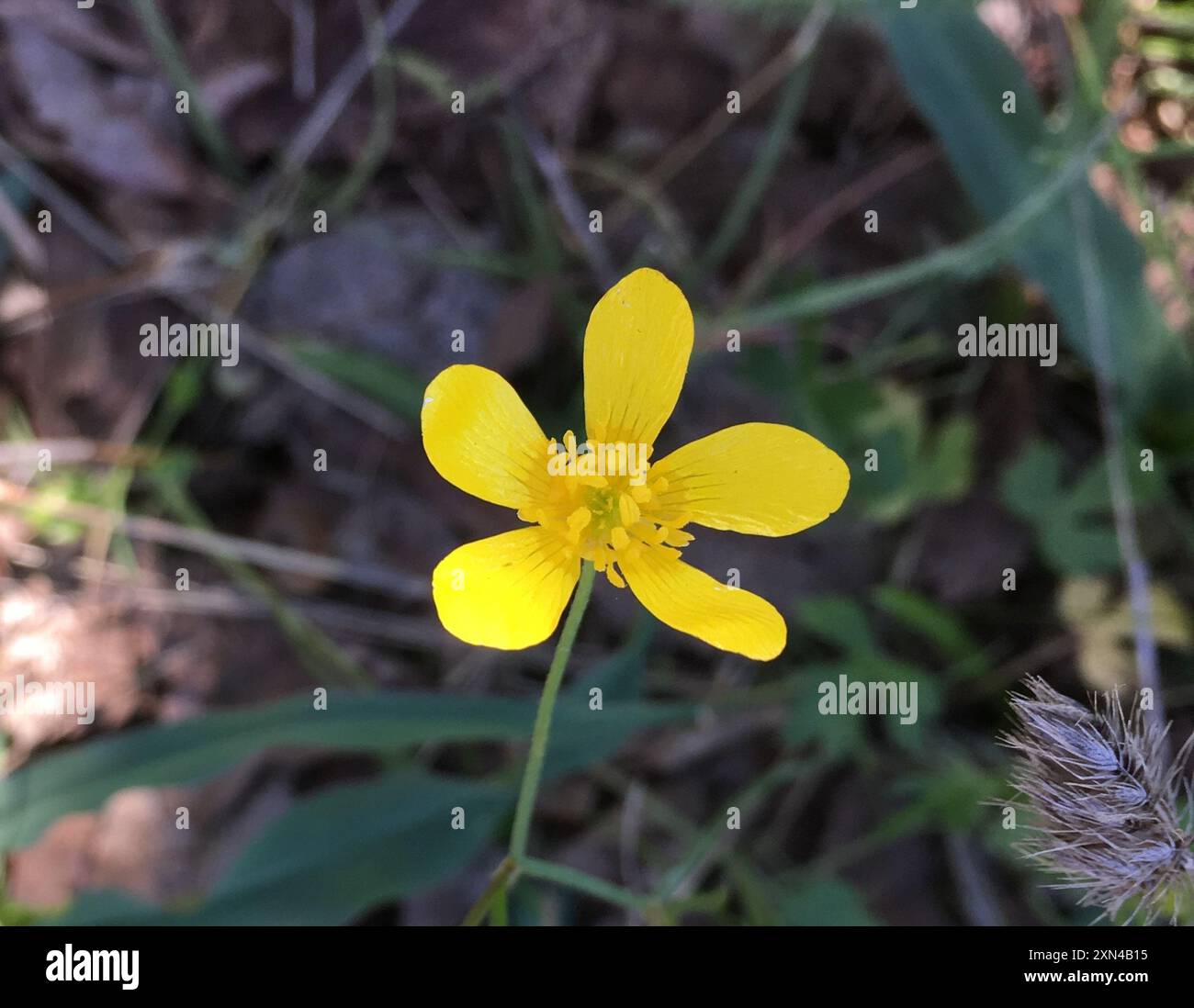 Western Buttercup (Ranunculus occidentalis) Plantae Stock Photo - Alamy