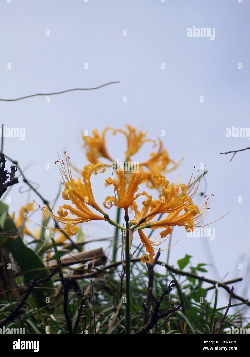 Golden Spider-lily (Lycoris aurea) Plantae Stock Photo - Alamy
