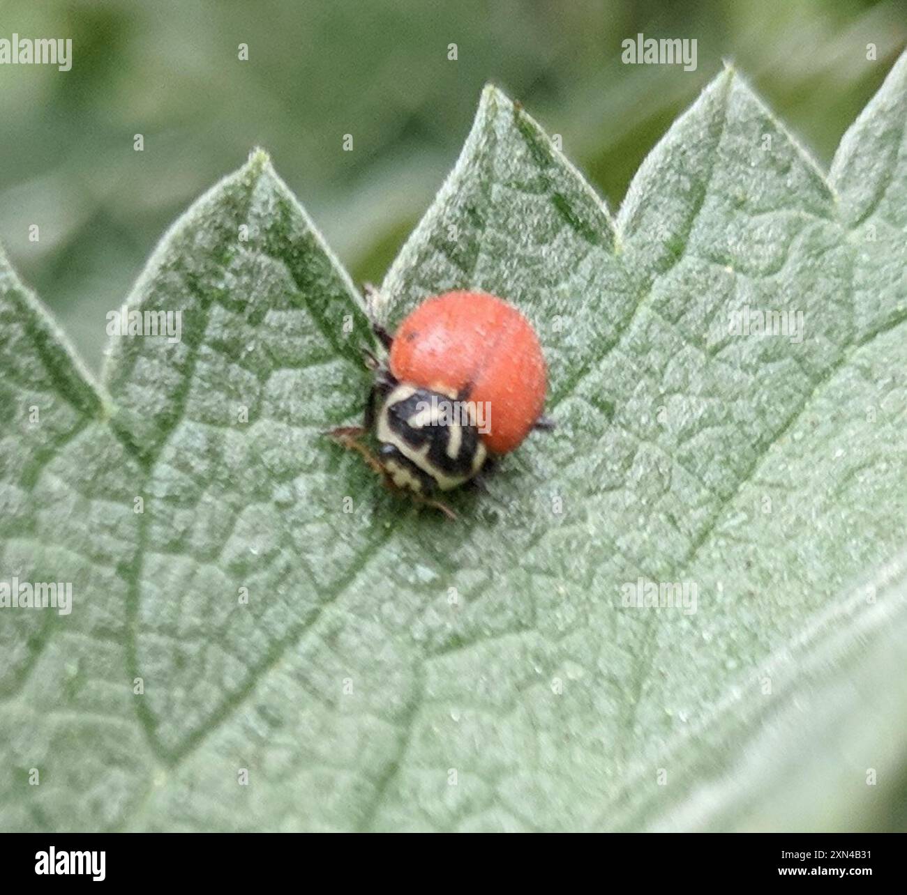 Convergent Lady Beetle (Hippodamia convergens) Insecta Stock Photo - Alamy