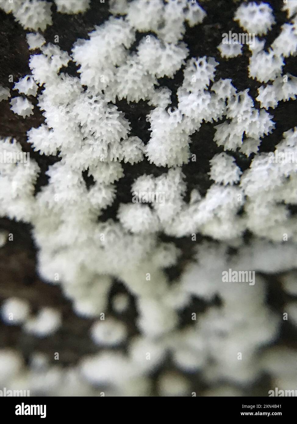 Honeycomb Coral Slime Mold (Ceratiomyxa fruticulosa) Protozoa Stock ...