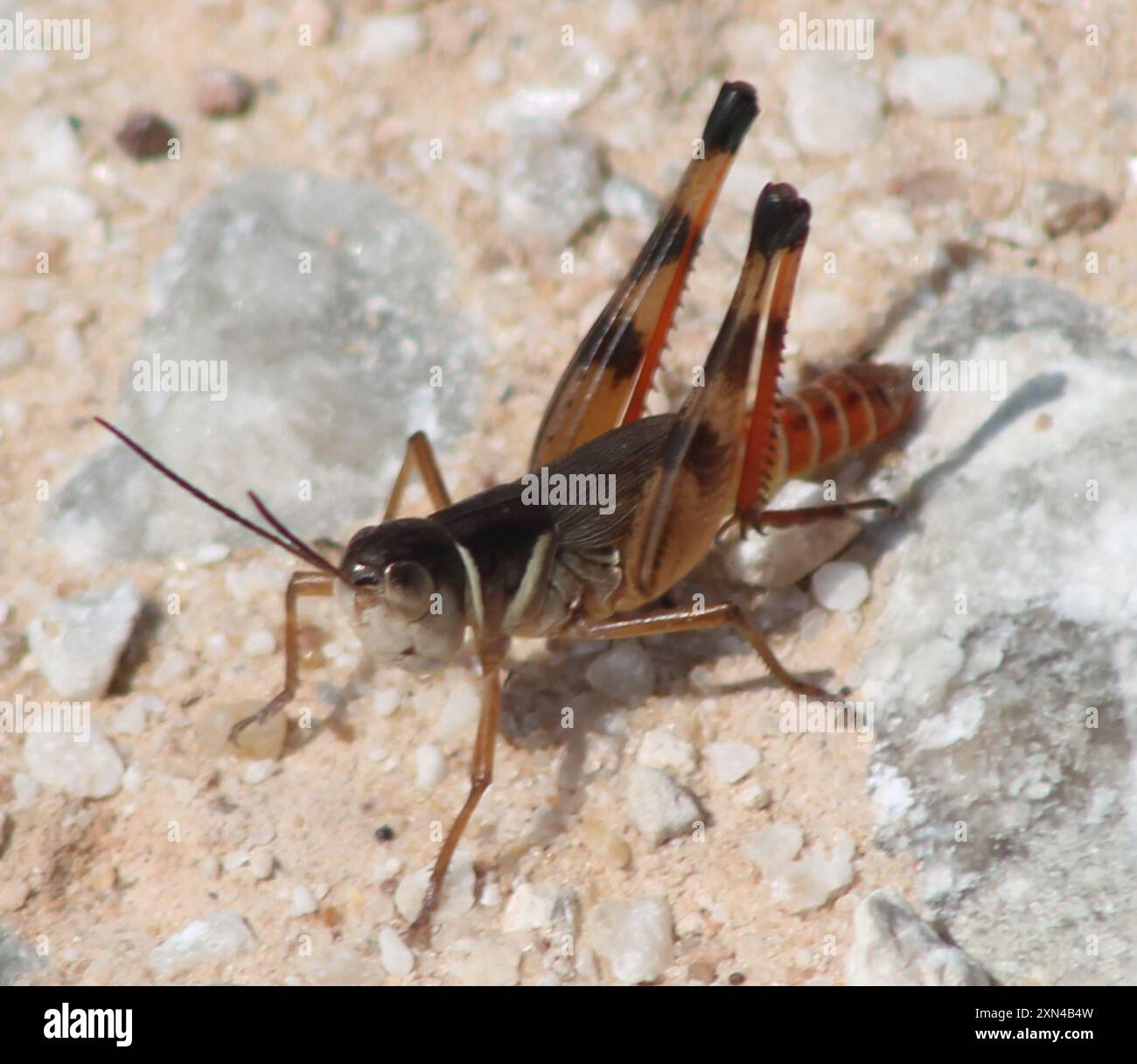Short-winged Boopie (Boopedon auriventris) Insecta Stock Photo - Alamy