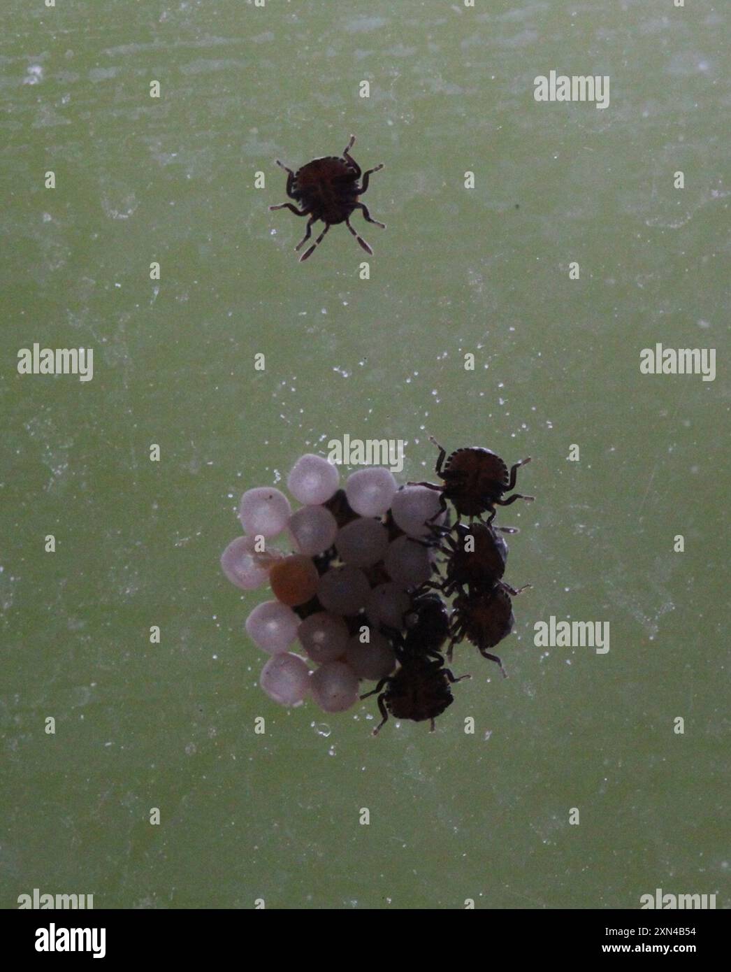 Stink Bugs, Shield Bugs, and Allies (Pentatomoidea) Insecta Stock Photo ...