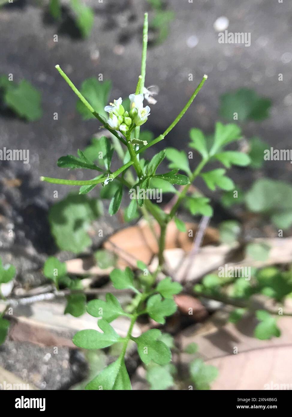 Nursery bittercress (Cardamine occulta) Plantae Stock Photo - Alamy