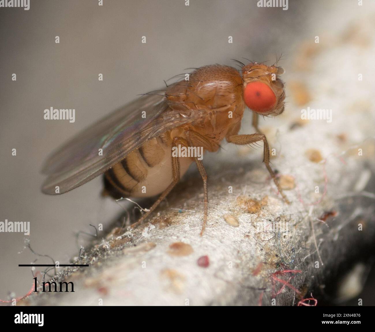 Common Fruit Fly (Drosophila melanogaster) Insecta Stock Photo - Alamy