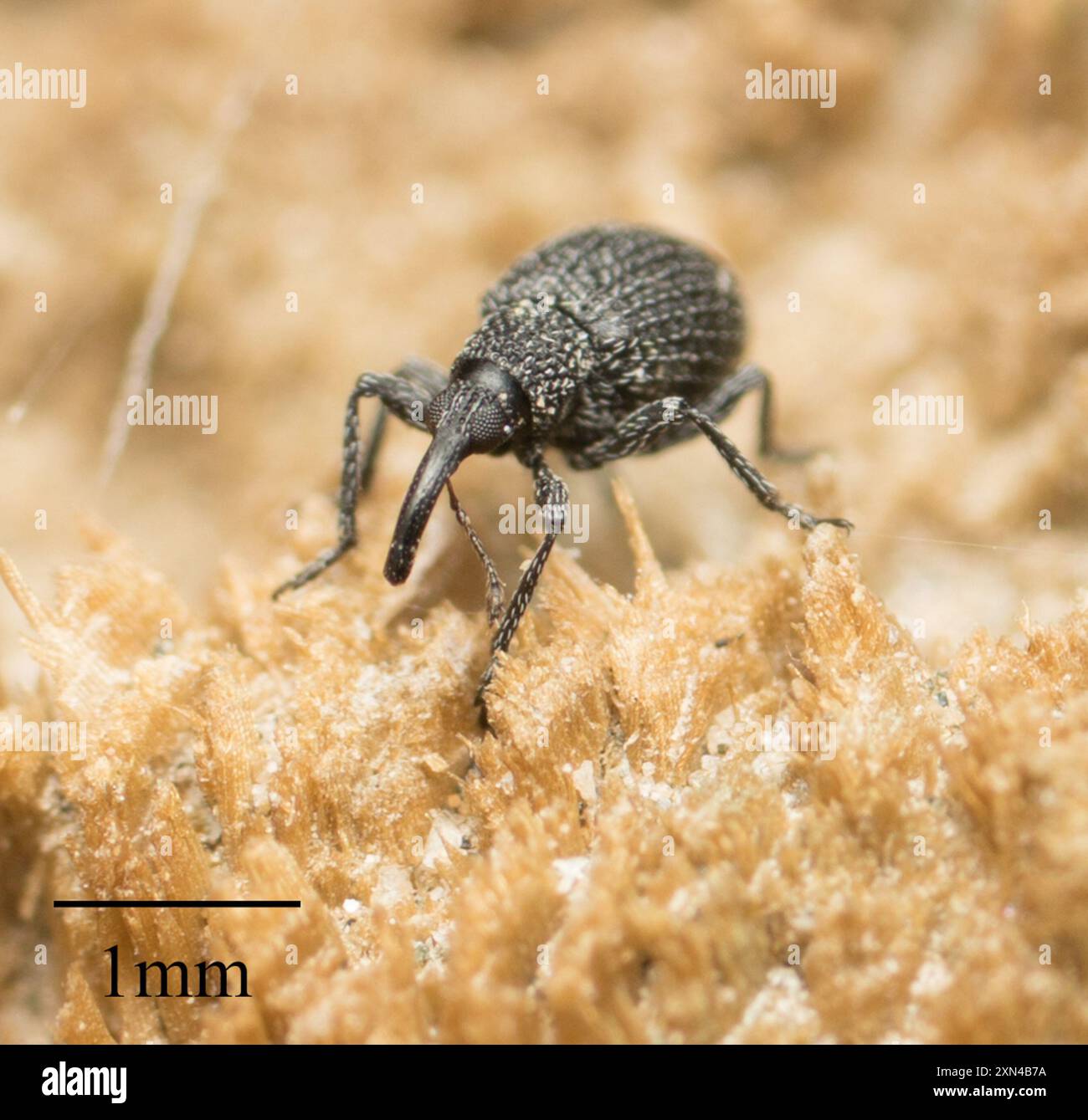 Pear-shaped Weevils (Apioninae) Insecta Stock Photo - Alamy