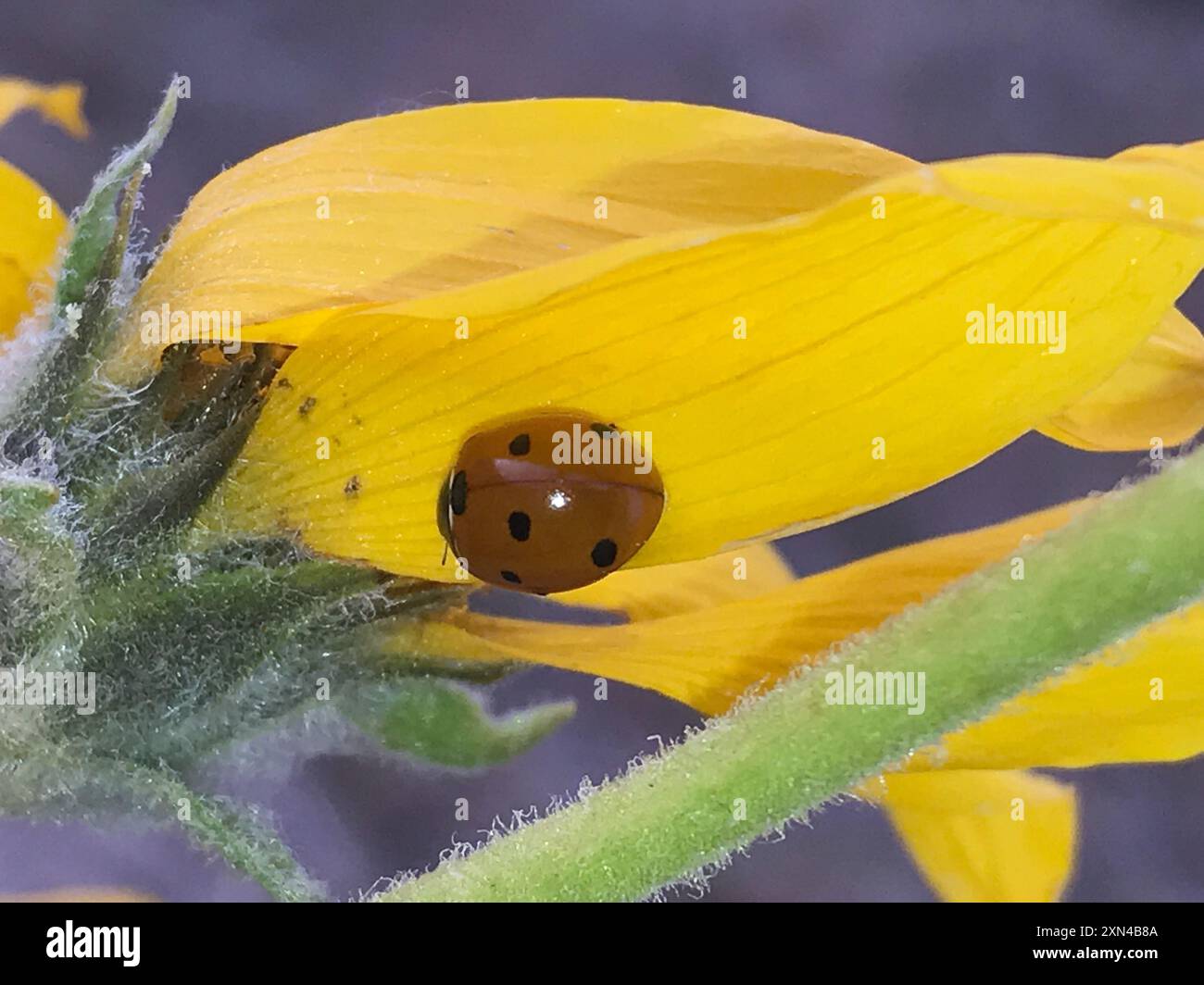 Seven-spotted Lady Beetle (Coccinella septempunctata) Insecta Stock ...