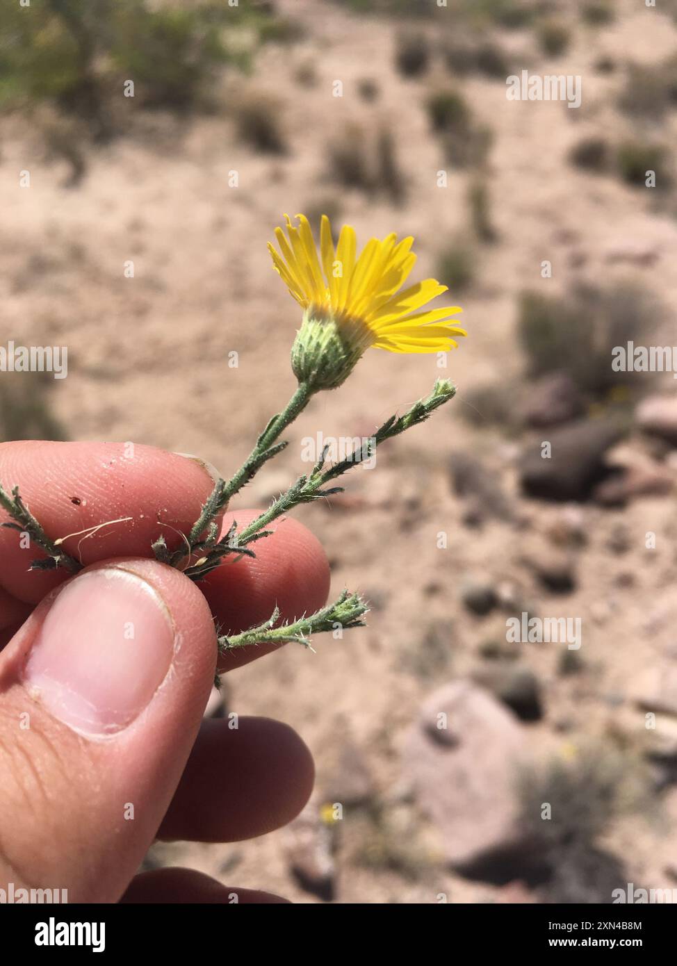 Spiny Goldenweed (Xanthisma spinulosum) Plantae Stock Photo - Alamy