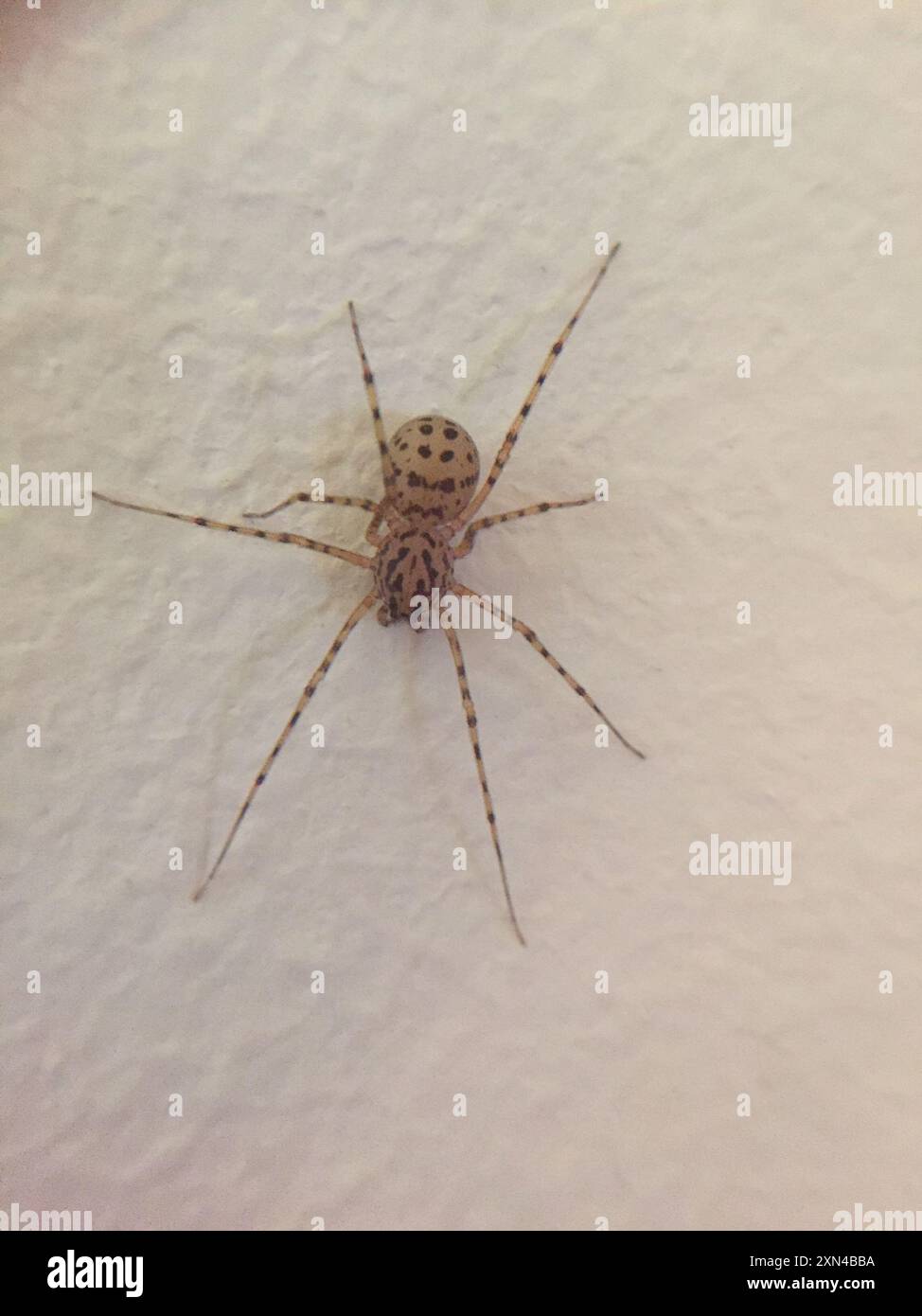 Common Spitting Spider (Scytodes thoracica) Arachnida Stock Photo - Alamy