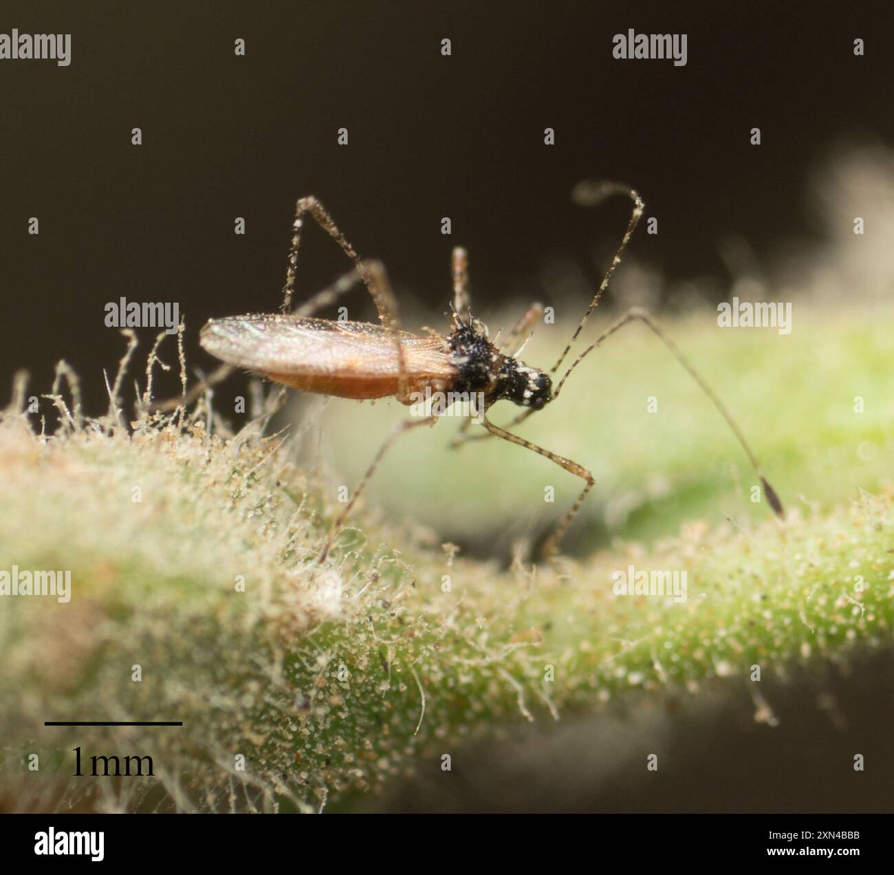 Stilt Bugs (Berytidae) Insecta Stock Photo - Alamy