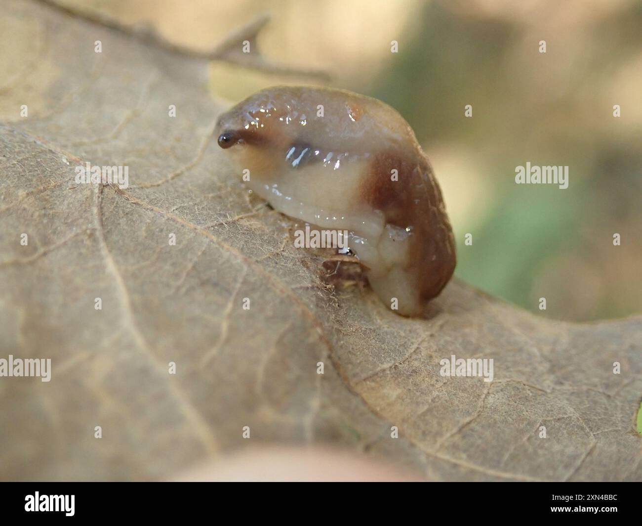 Common Land Snails and Slugs (Stylommatophora) Mollusca Stock Photo - Alamy