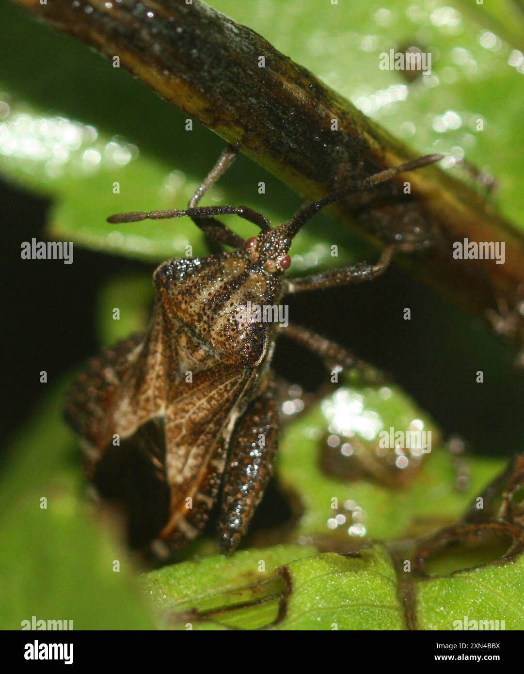 Piezogaster hi-res stock photography and images - Alamy