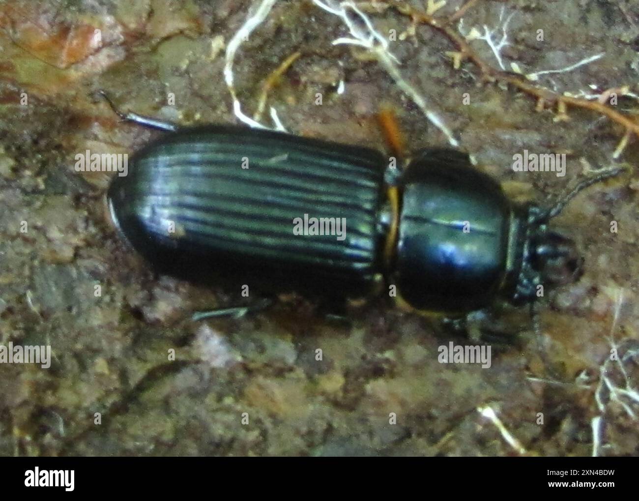 Horned Passalus Beetle (Odontotaenius disjunctus) Insecta Stock Photo ...