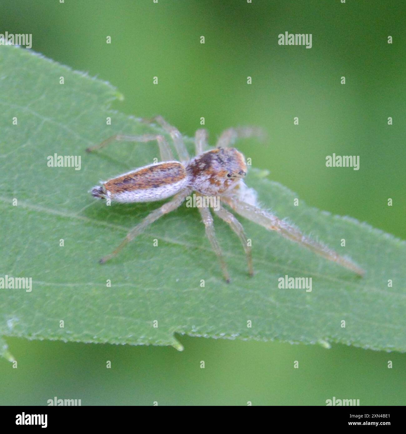 White jawed jumping spider hi-res stock photography and images - Alamy