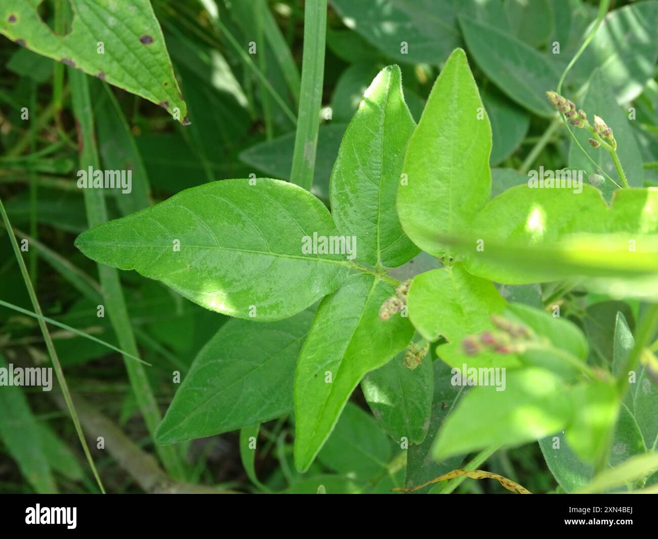 perplexed tick-trefoil (Desmodium perplexum) Plantae Stock Photo - Alamy