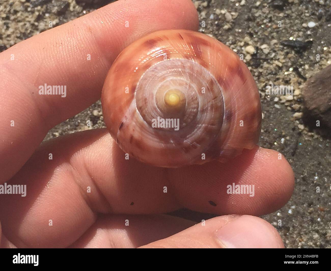 Pear Bonnet Snail (Semicassis pyrum) Mollusca Stock Photo - Alamy