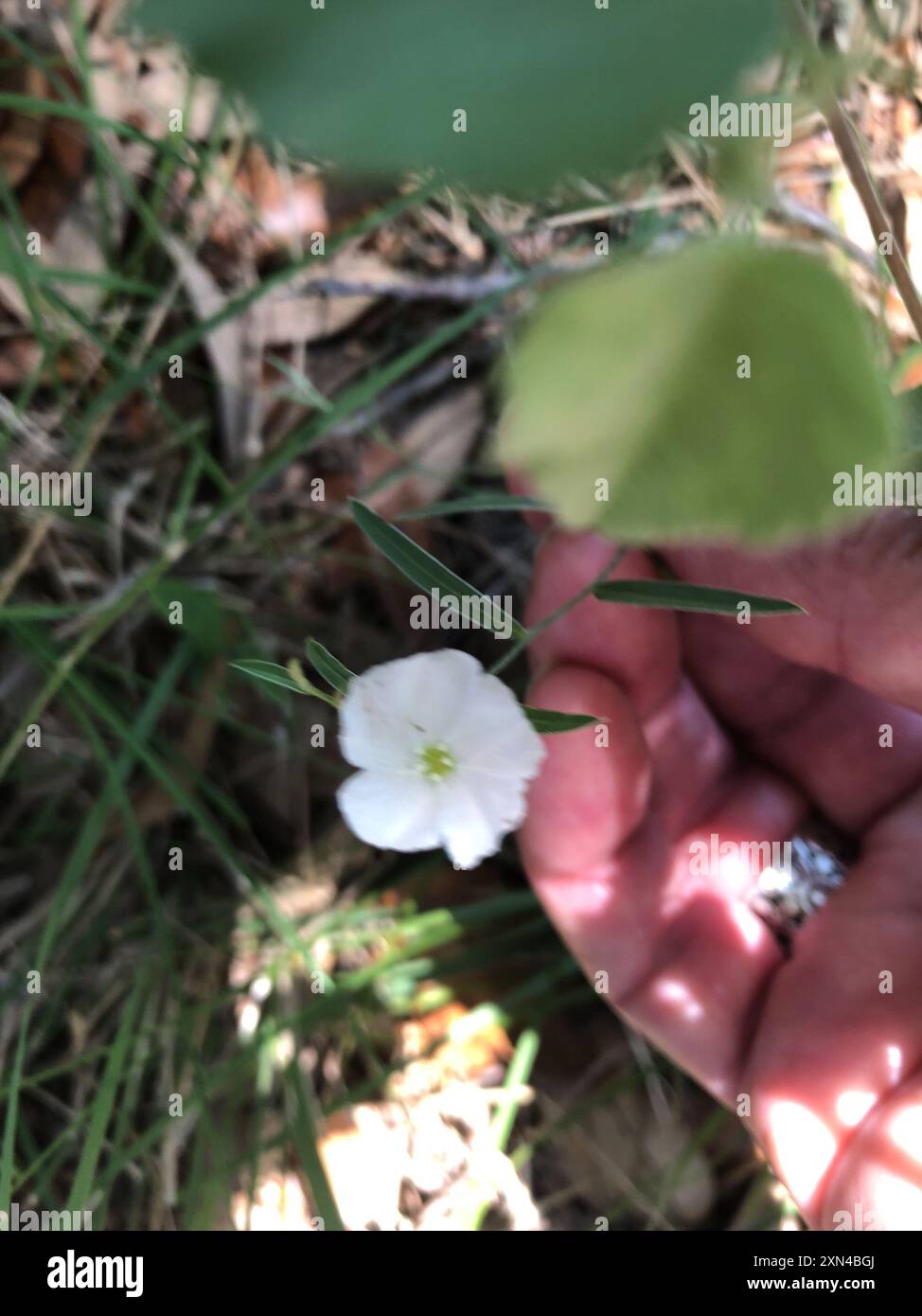 silky evolvulus (Evolvulus sericeus) Plantae Stock Photo - Alamy