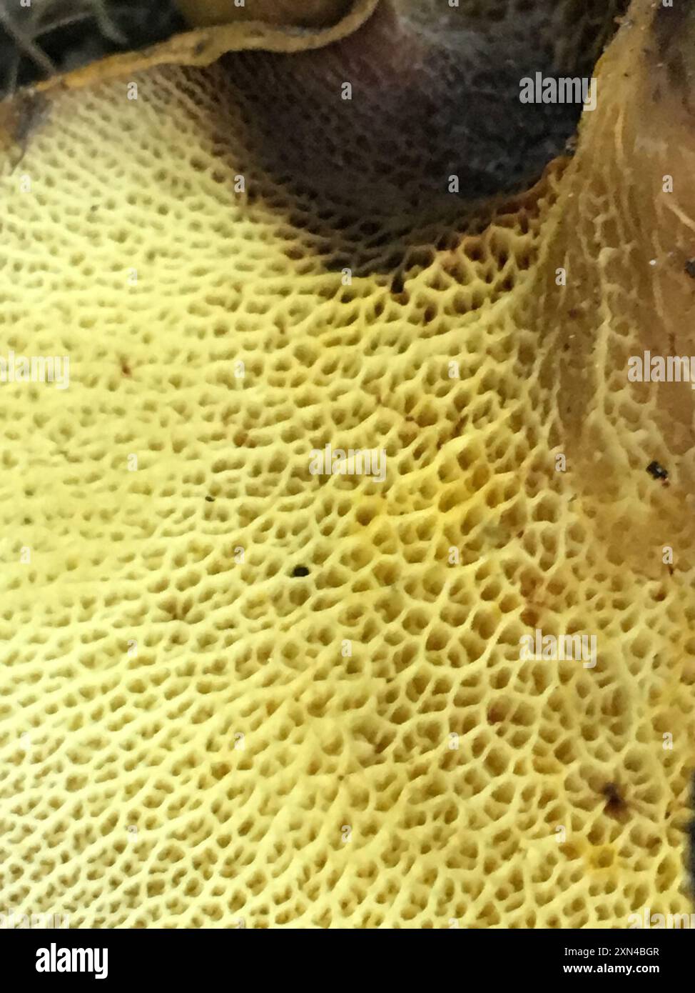 ash-tree bolete (Boletinellus merulioides) Fungi Stock Photo - Alamy