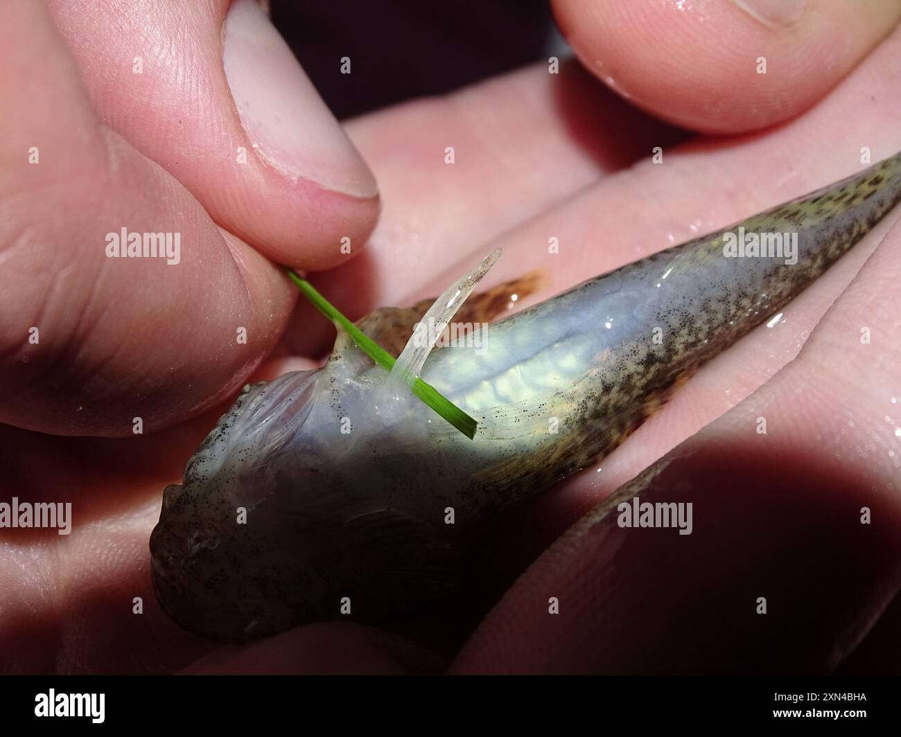 Mottled Sculpin (Cottus bairdii) Actinopterygii Stock Photo - Alamy