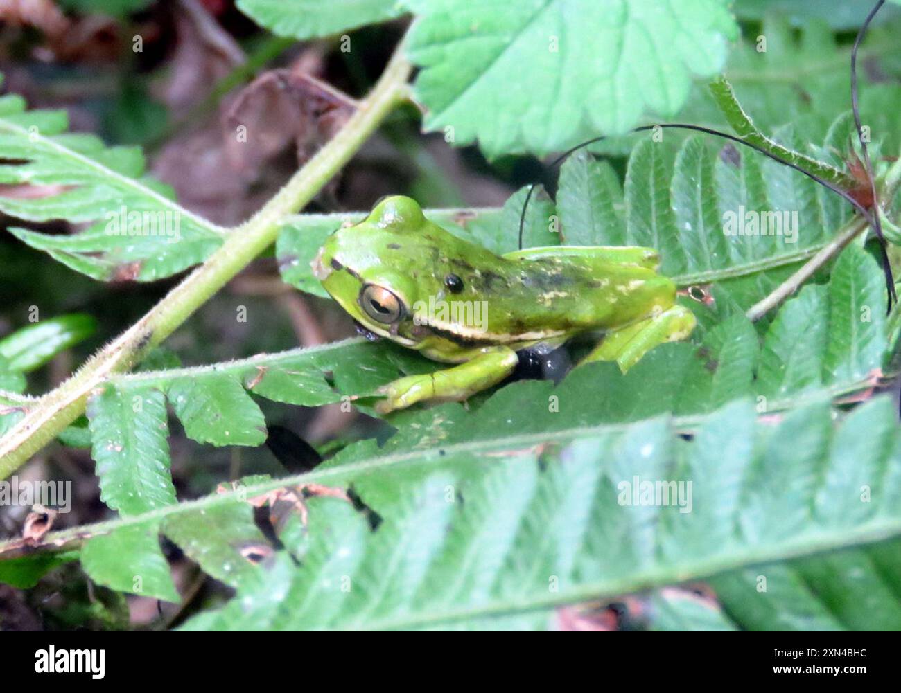 Rioja Tree Frog (Boana riojana) Amphibia Stock Photo - Alamy