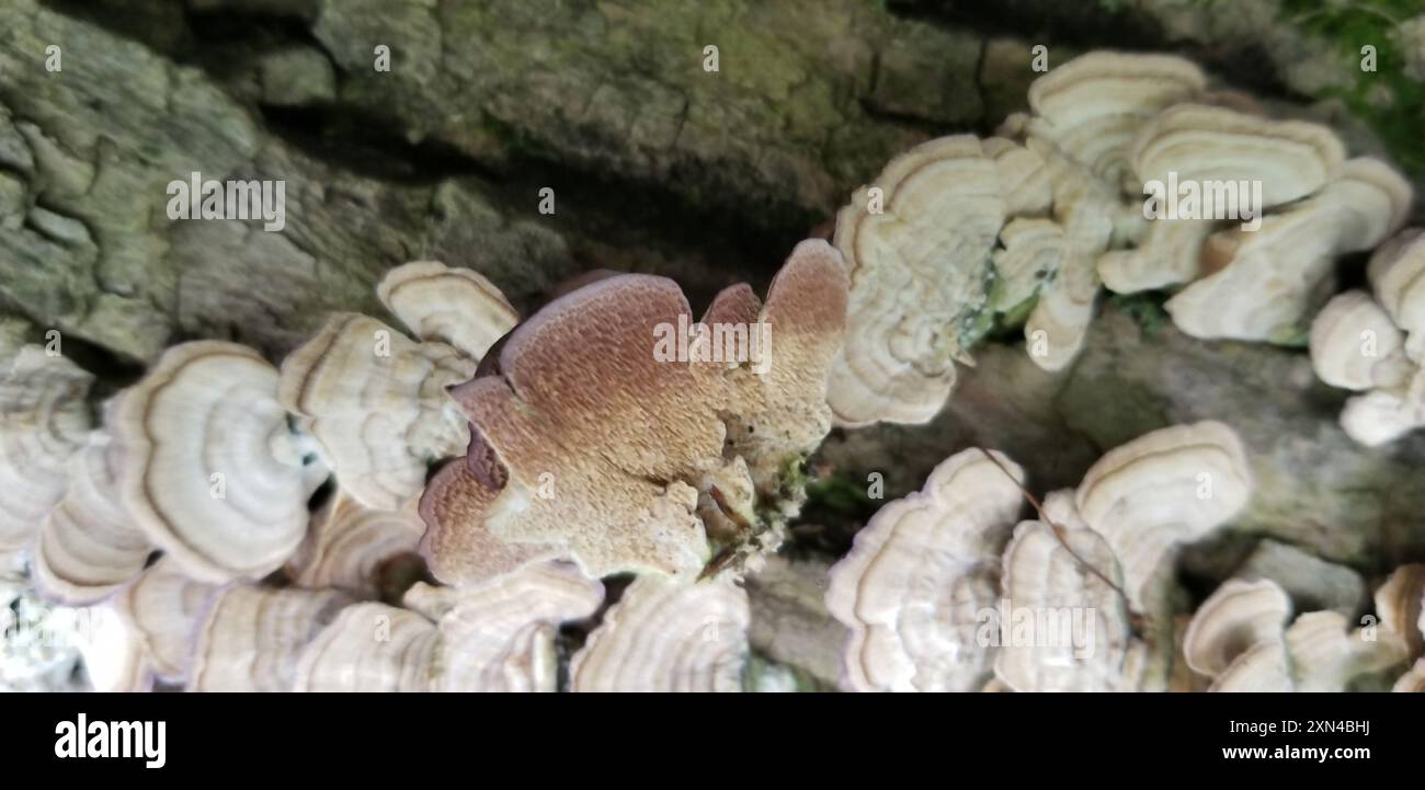 violet-toothed polypore (Trichaptum biforme) Fungi Stock Photo - Alamy