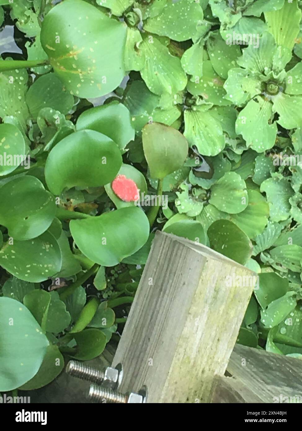 Common Apple Snails (Pomacea) Mollusca Stock Photo - Alamy