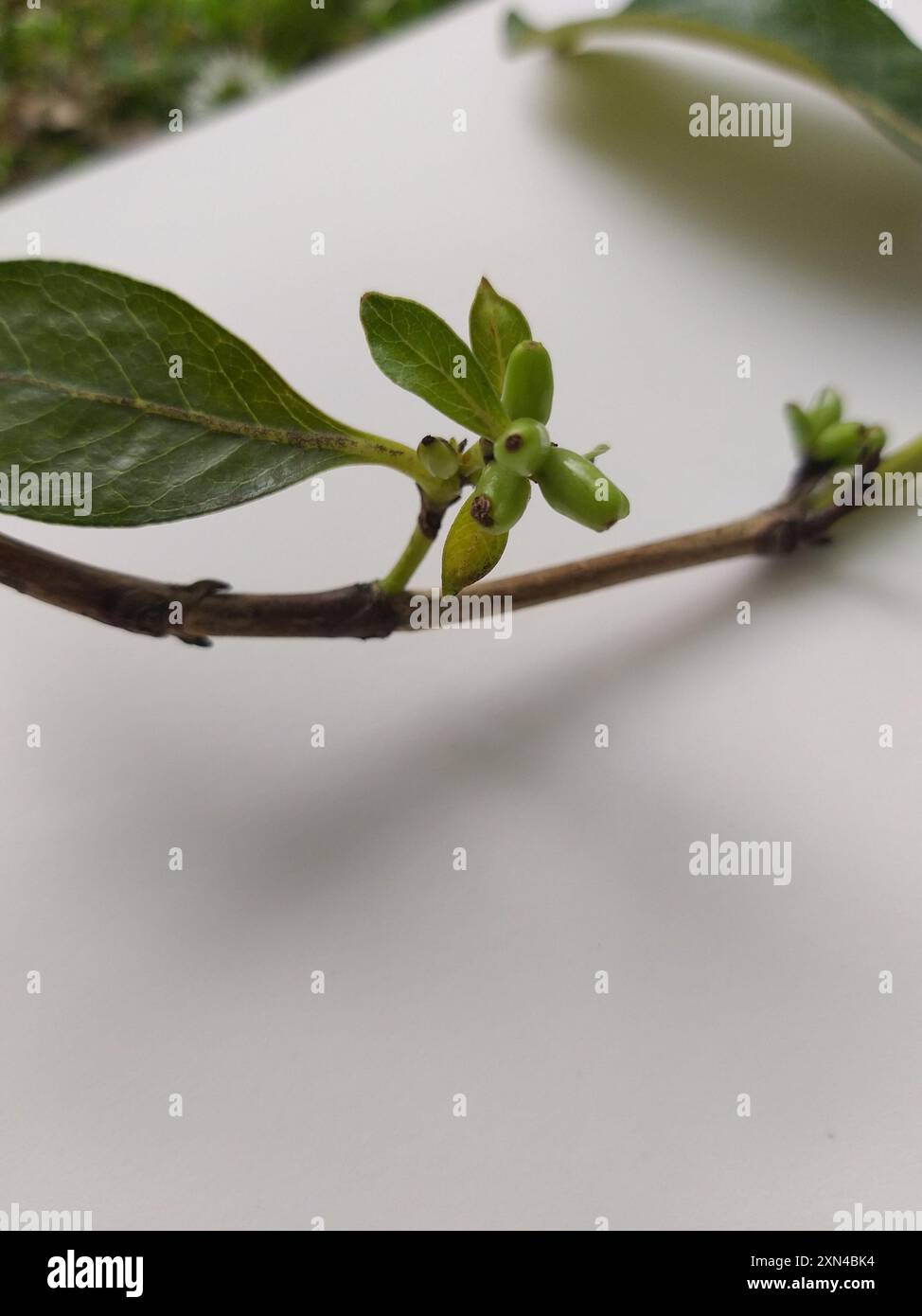 Karamu (Coprosma robusta) Plantae Stock Photo - Alamy